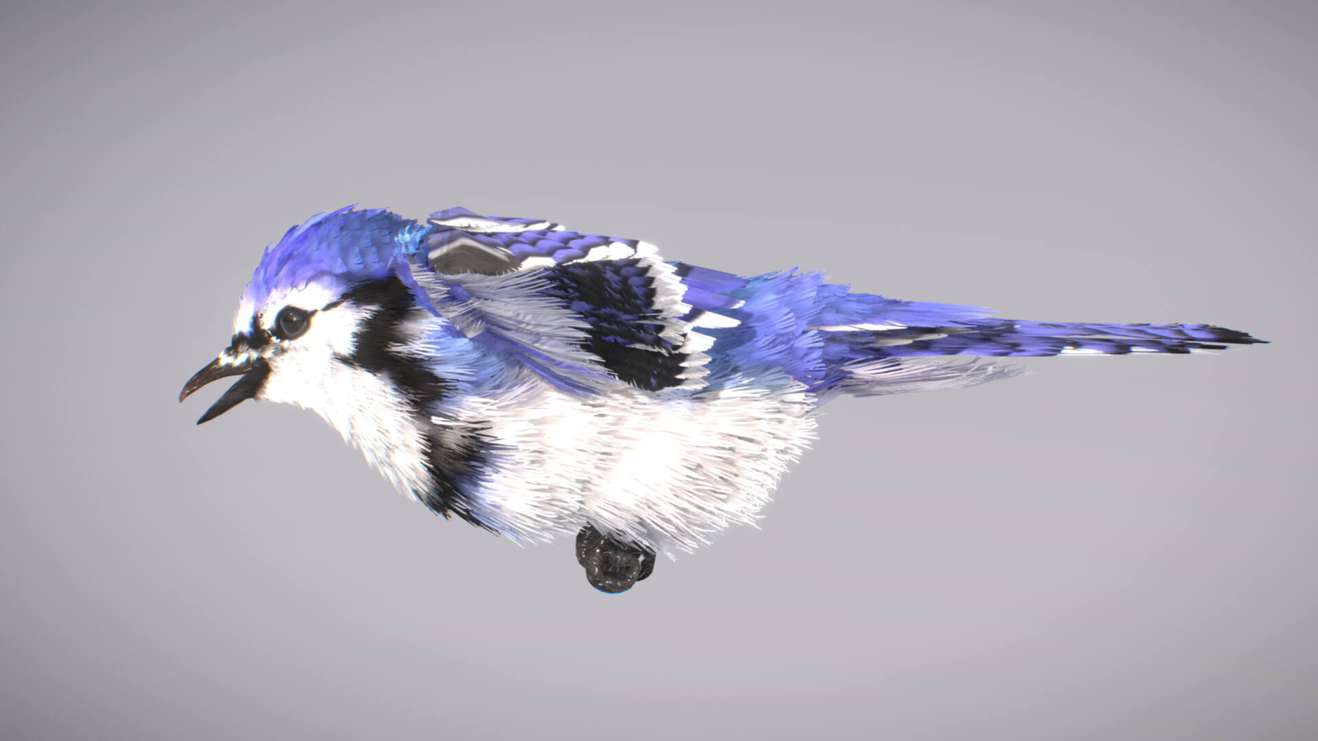Blue Jay 3D Model by Nestaeric