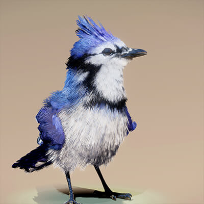 Blue Jay 3D Model by Nestaeric