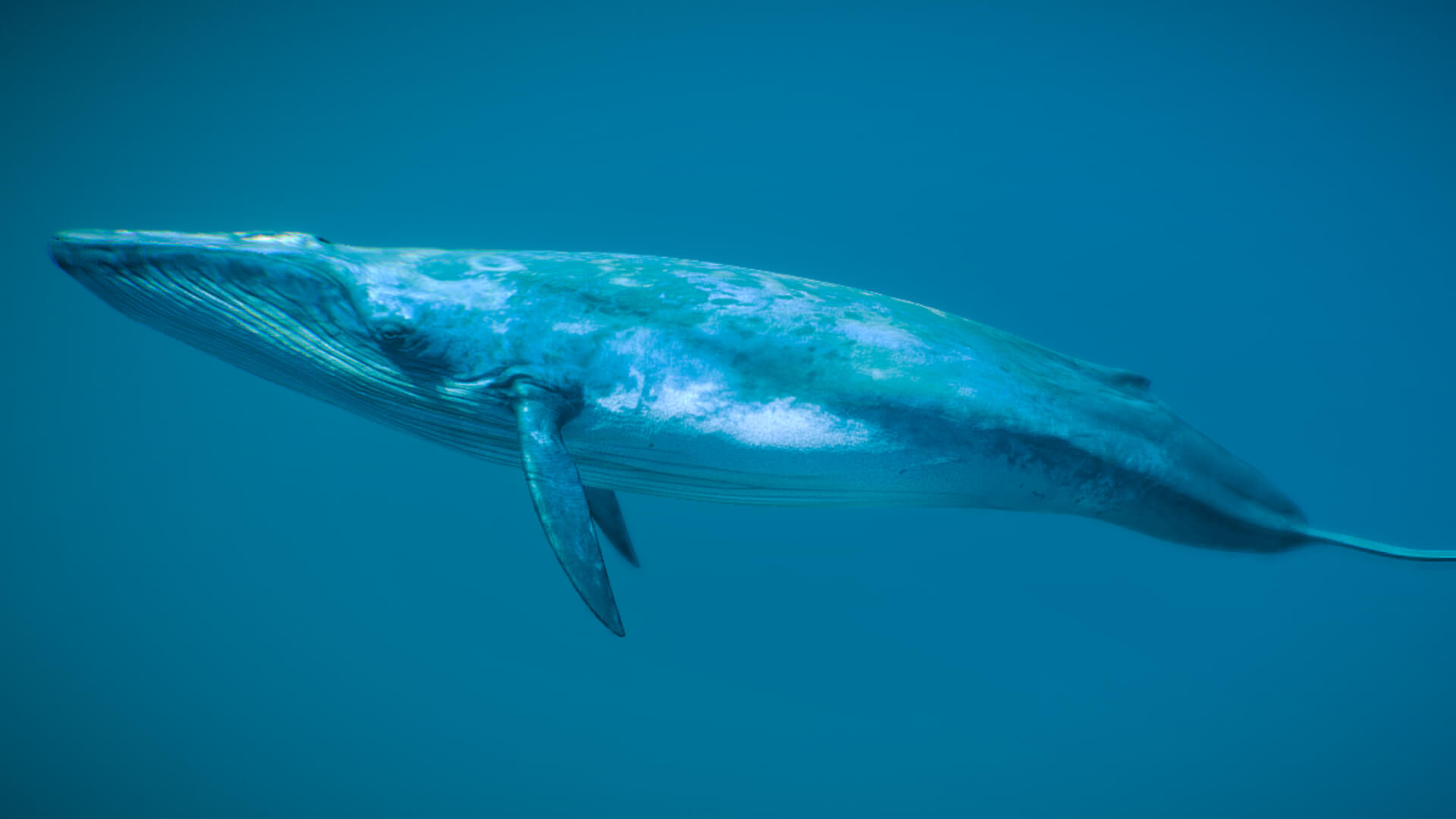 Blue Whale ( Animated 3D Model FBX ) by Nestaeric