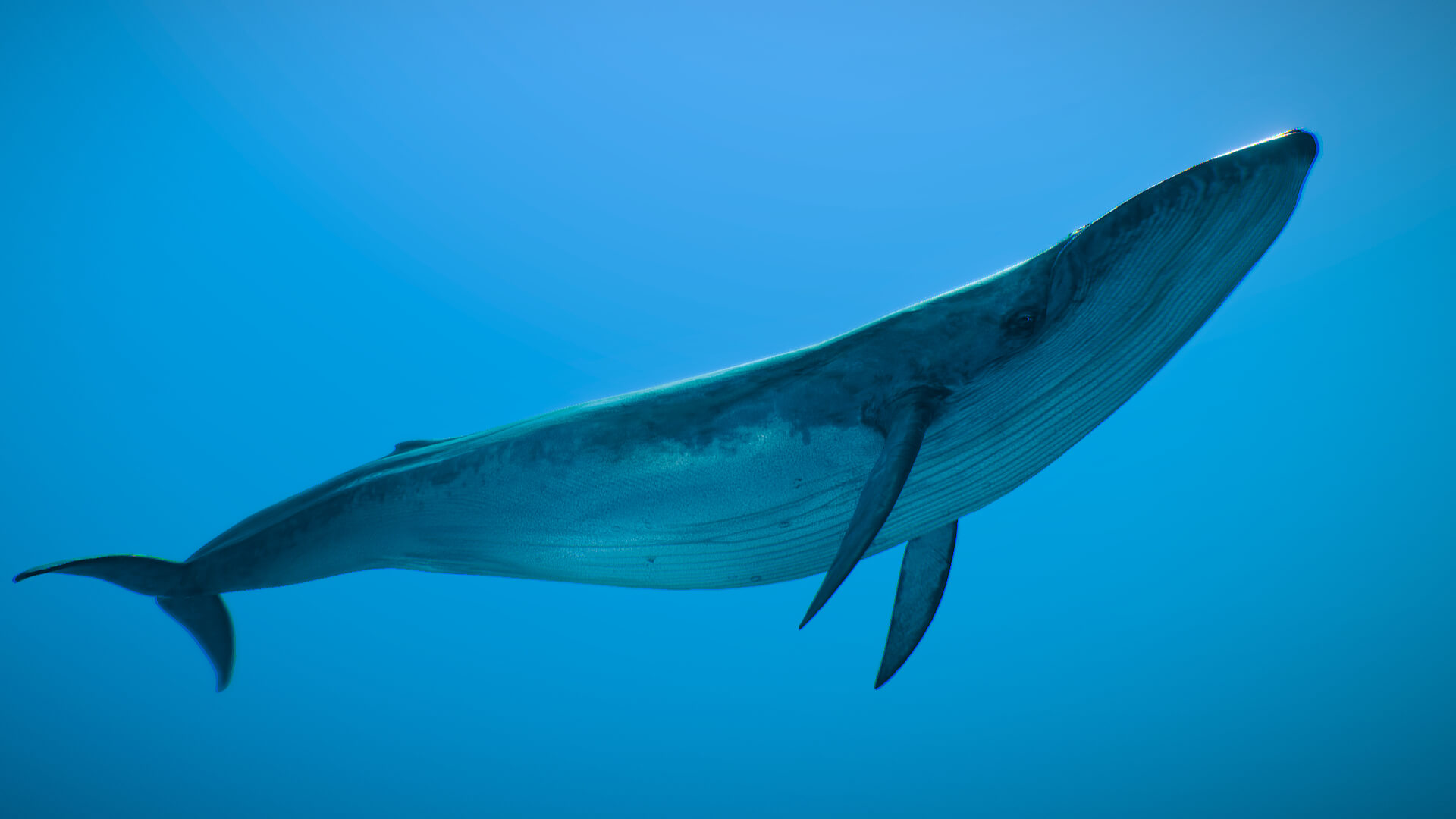 Blue Whale ( Animated 3D Model FBX ) by Nestaeric