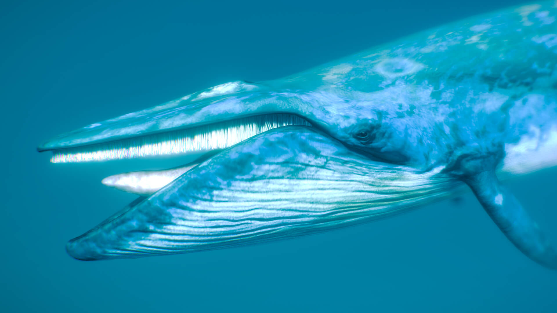 Blue Whale ( Animated 3D Model FBX ) by Nestaeric