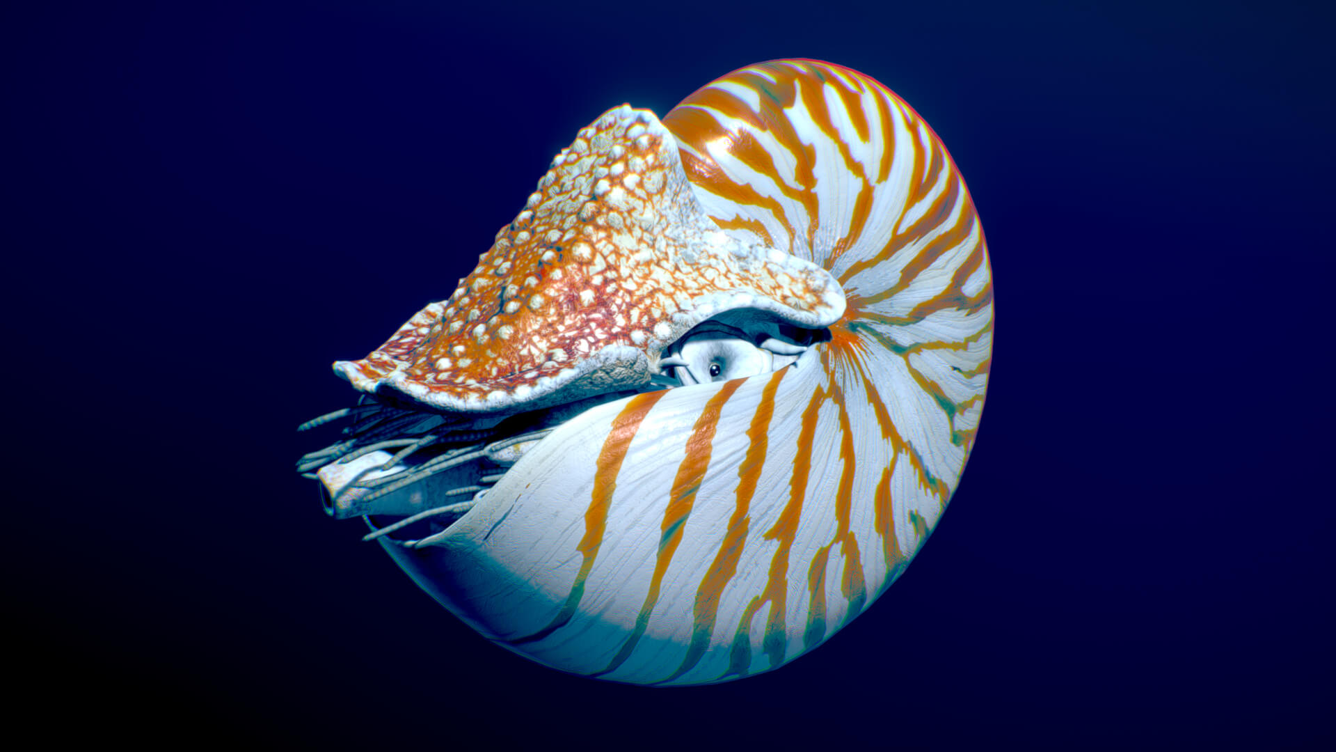Chambered Nautilus 3D Model by Nestaeric