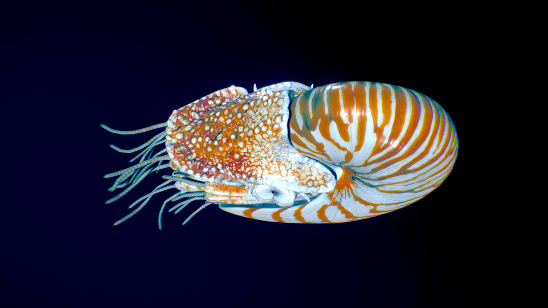 Chambered Nautilus 3D Model by Nestaeric