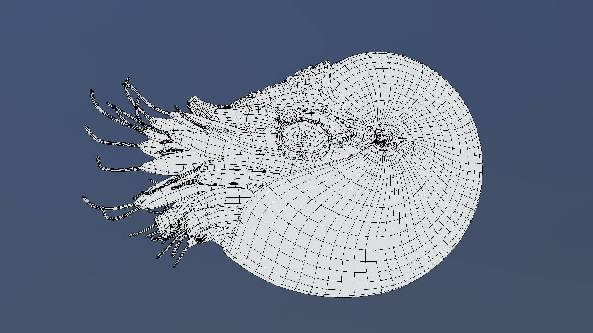 Chambered Nautilus 3D Model by Nestaeric