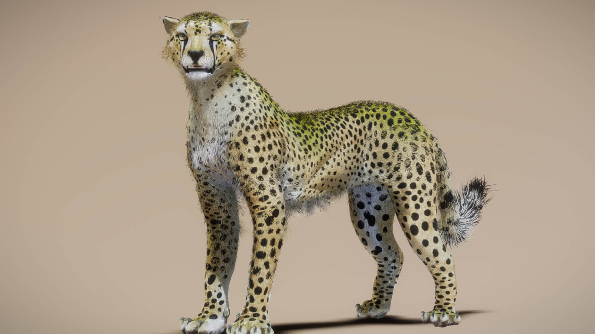 Cheetah ( Animated 3D Model FBX ) by Nestaeric