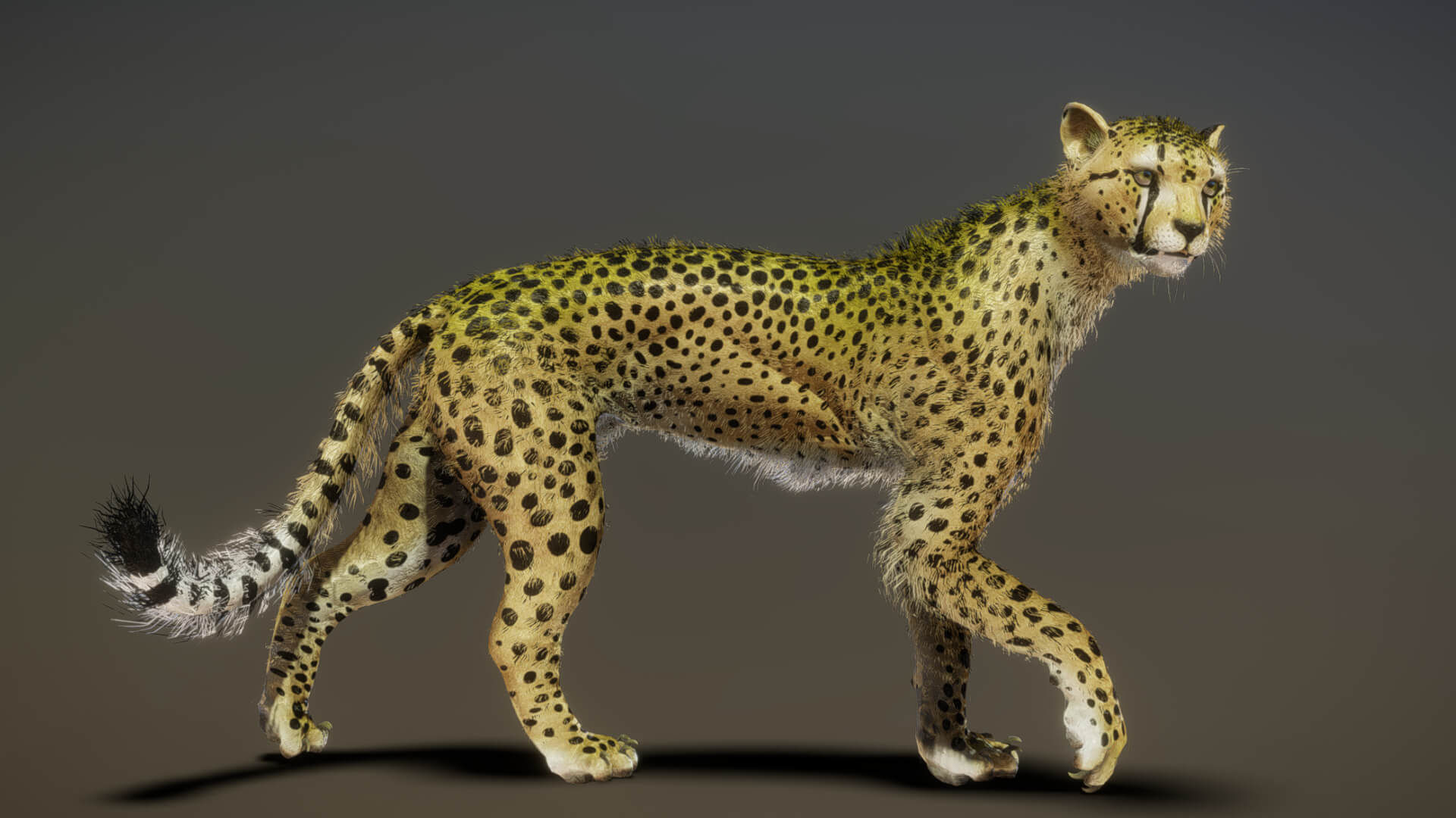 Cheetah ( Animated 3D Model FBX ) by Nestaeric
