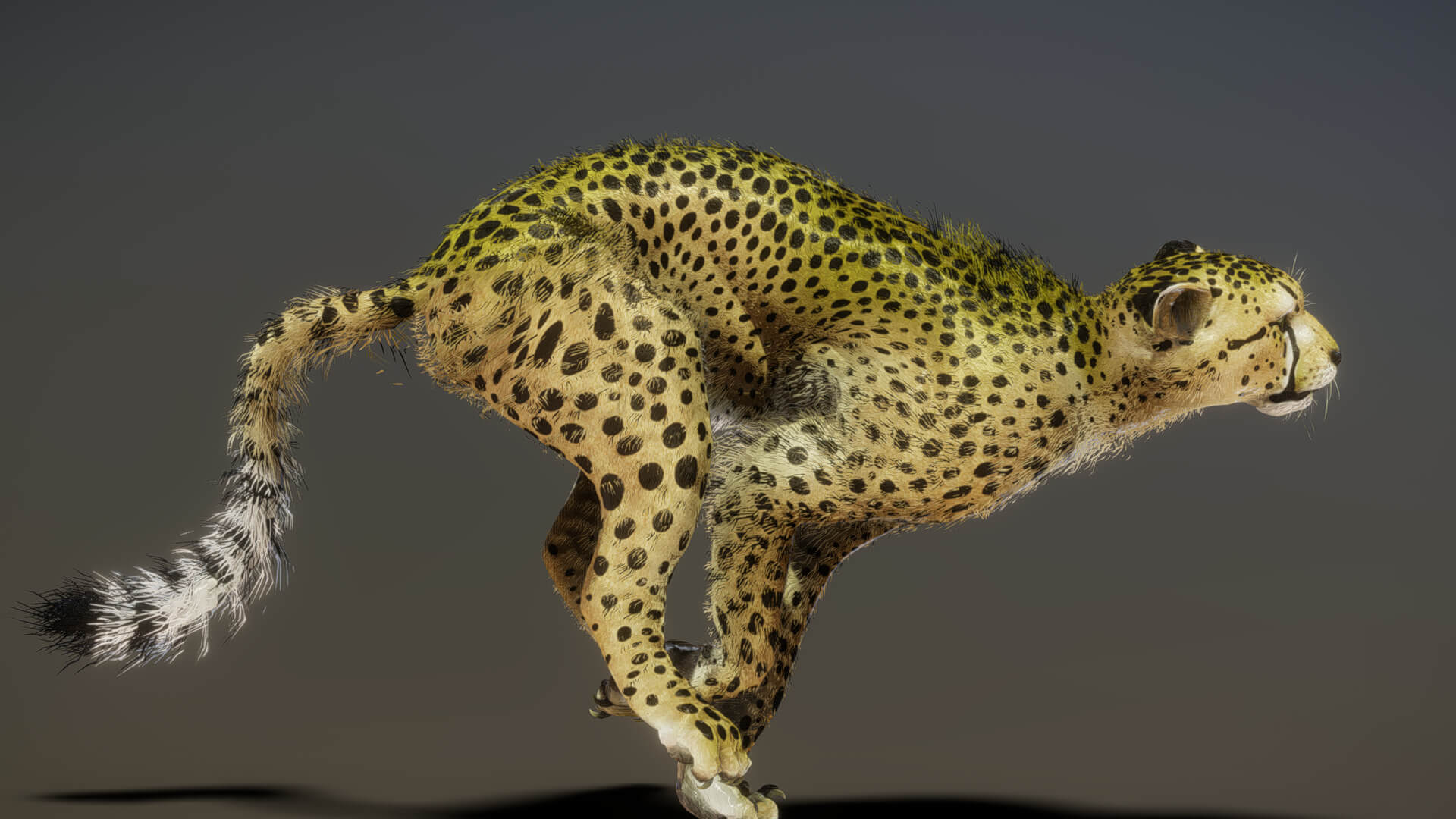 Cheetah ( Animated 3D Model FBX ) by Nestaeric