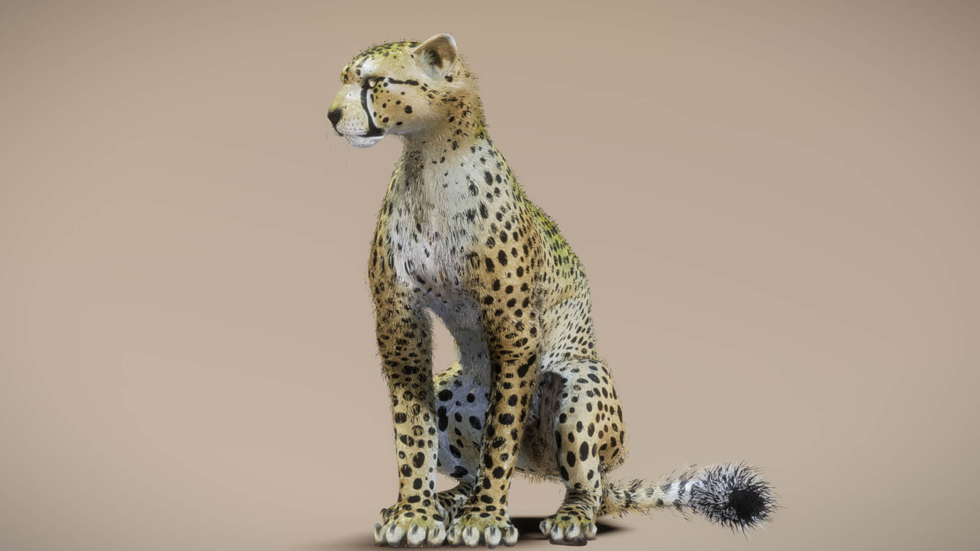 Cheetah ( Animated 3D Model FBX ) by Nestaeric
