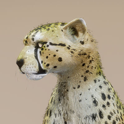 Cheetah ( Animated 3D Model FBX ) by Nestaeric