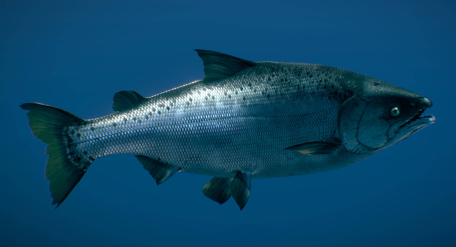 Chinook Salmon Ocean Phase 3D Model by Nestaeric