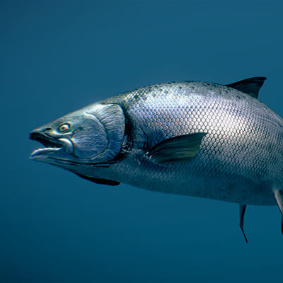Chinook Salmon Ocean Phase 3D Model by Nestaeric