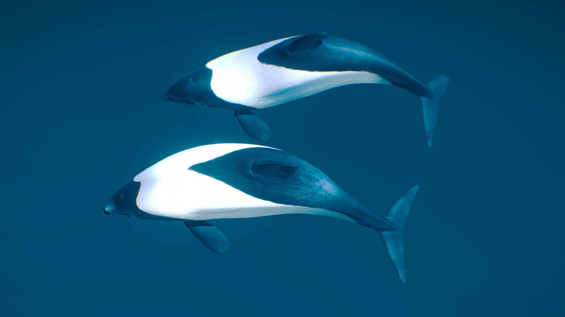 Commerson's Dolphin ( Animated 3D Model FBX ) by Nestaeric