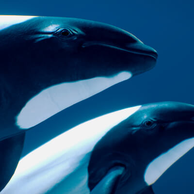 Commerson's Dolphin ( Animated 3D Model FBX ) by Nestaeric