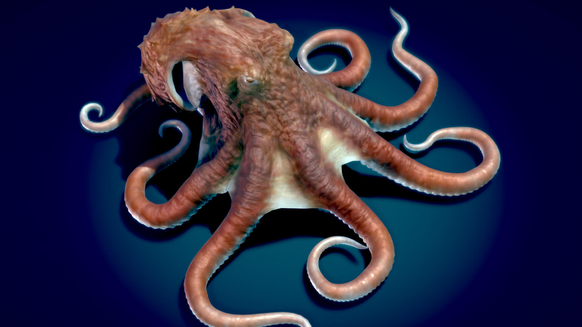 Giant Pacific Octopus 3D Model by Nestaeric