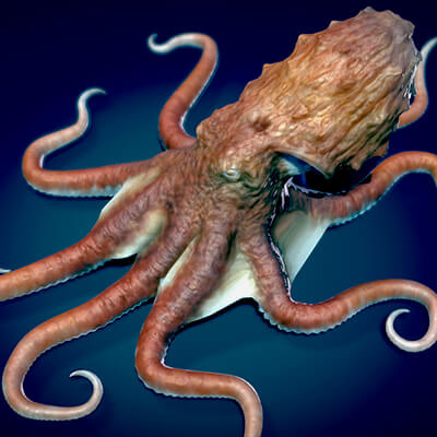 Giant Pacific Octopus 3D Model by Nestaeric