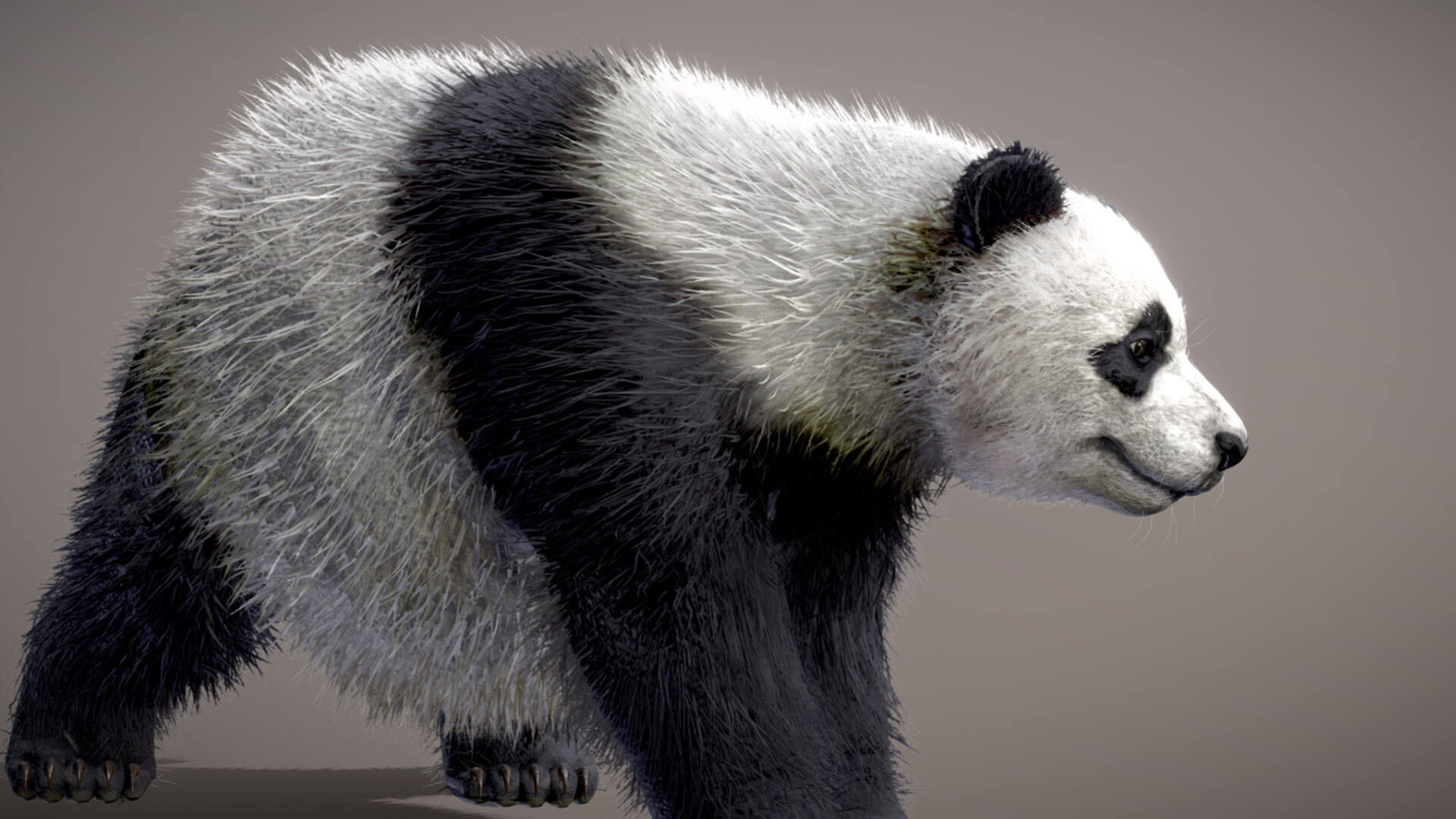 Giant Panda 3D Model by Nestaeric