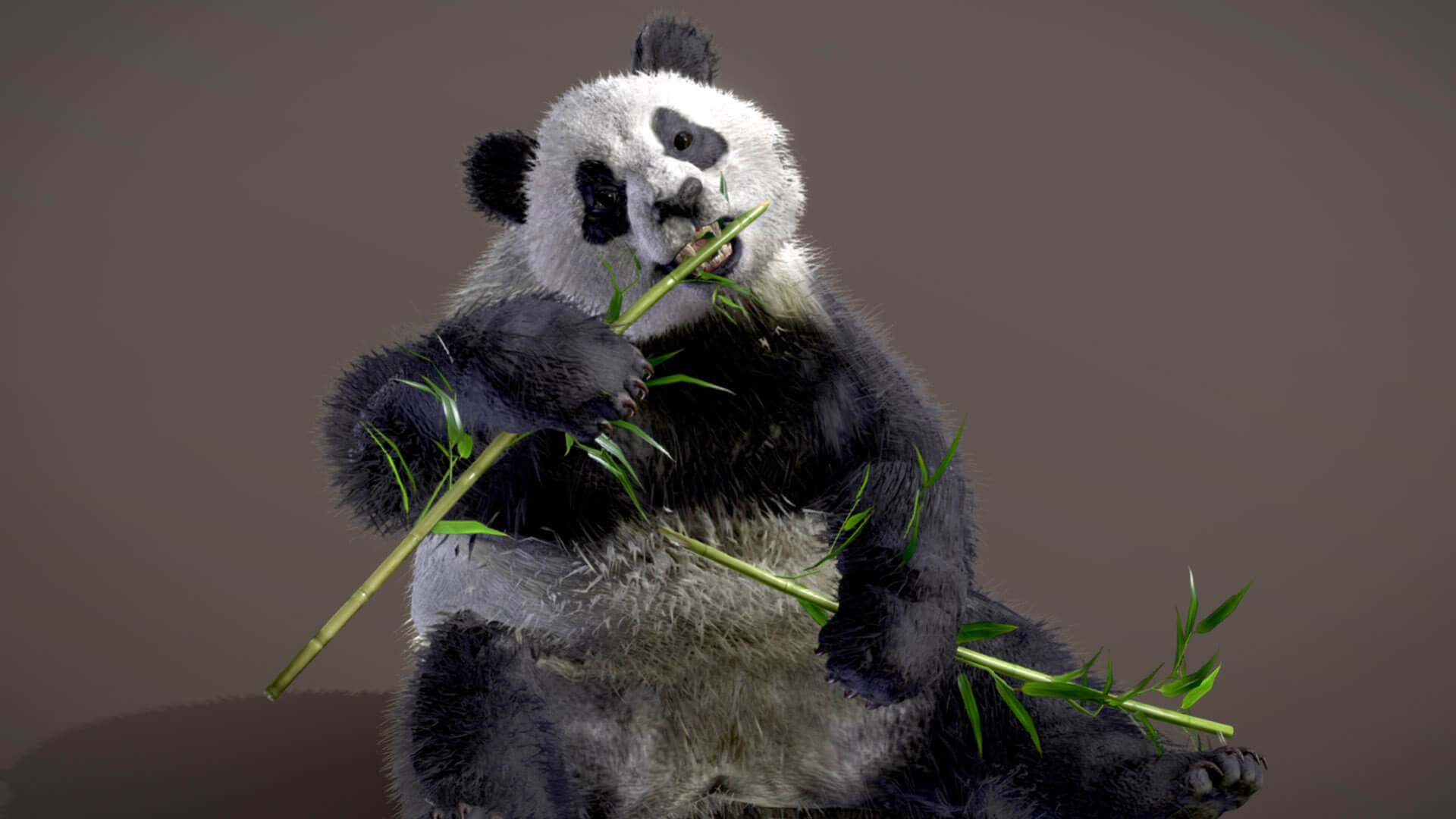 Giant Panda 3D Model by Nestaeric