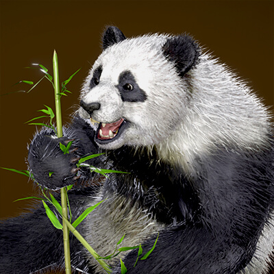 Giant Panda 3D Model by Nestaeric