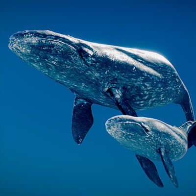 Gray Whale 3D Model by Nestaeric