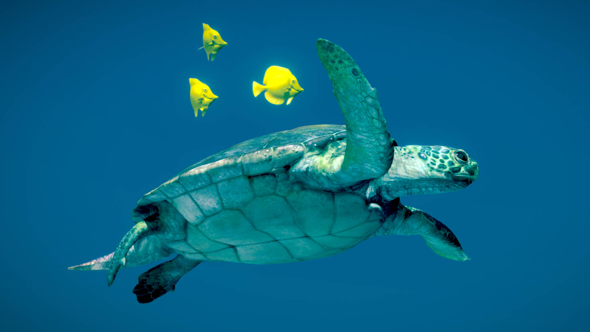 Green Sea Turtle ♂ ( Animated 3D Model FBX ) by Nestaeric