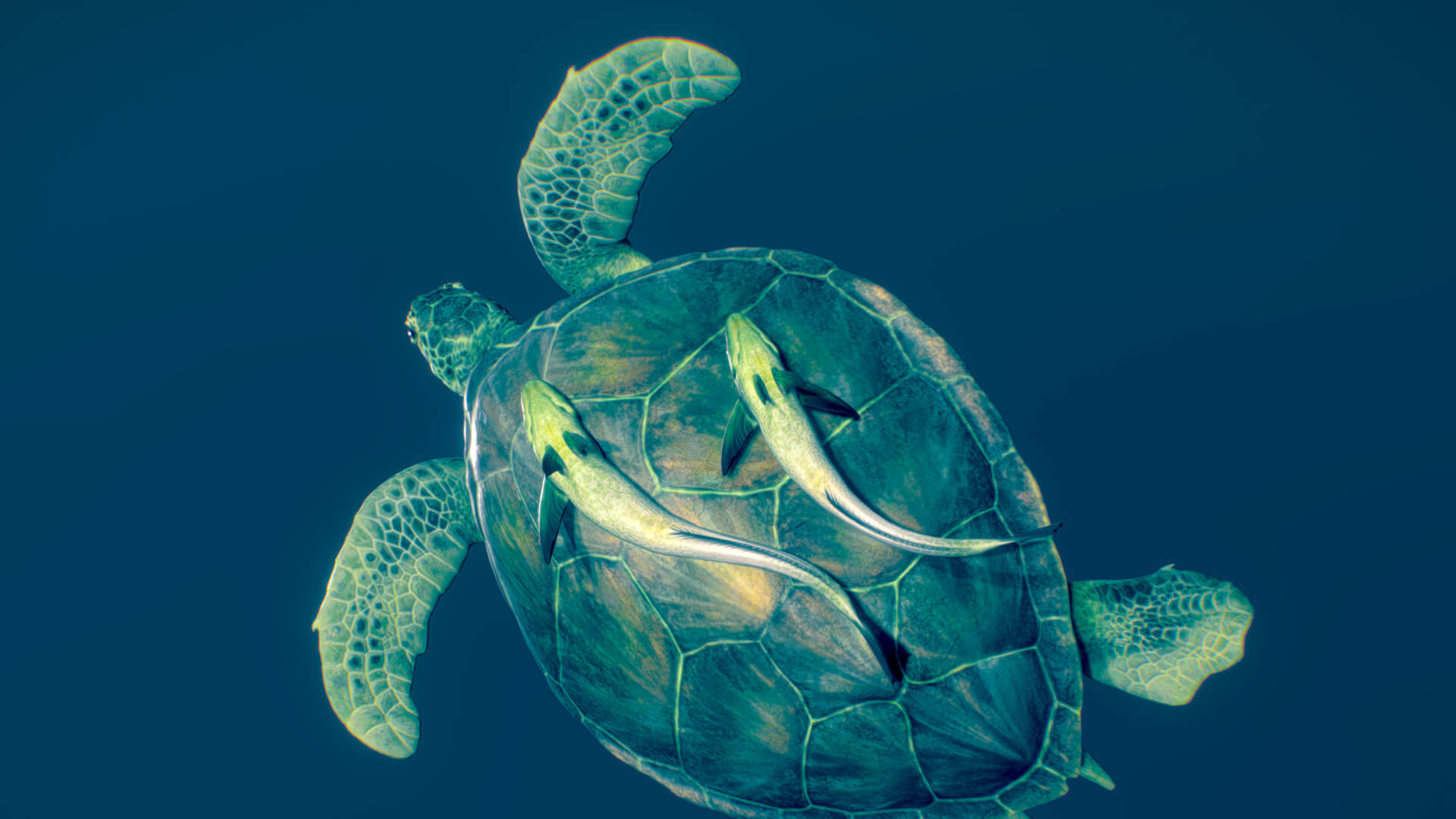 Green Sea Turtle ♀ ( Animated 3D Model FBX ) by Nestaeric
