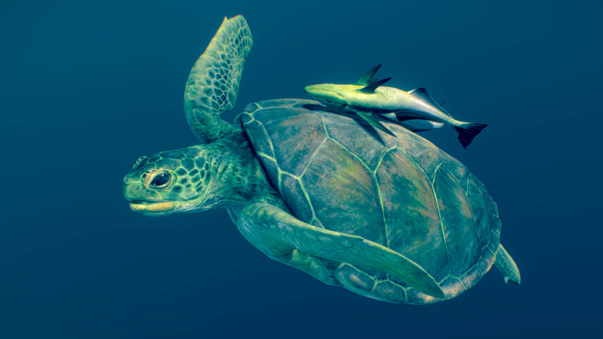 Green Sea Turtle ♀ ( Animated 3D Model FBX ) by Nestaeric