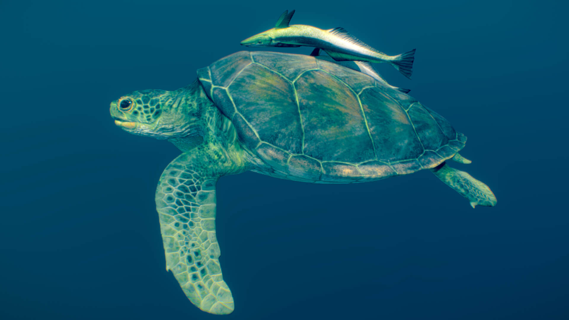 Green Sea Turtle ♀ ( Animated 3D Model FBX ) by Nestaeric