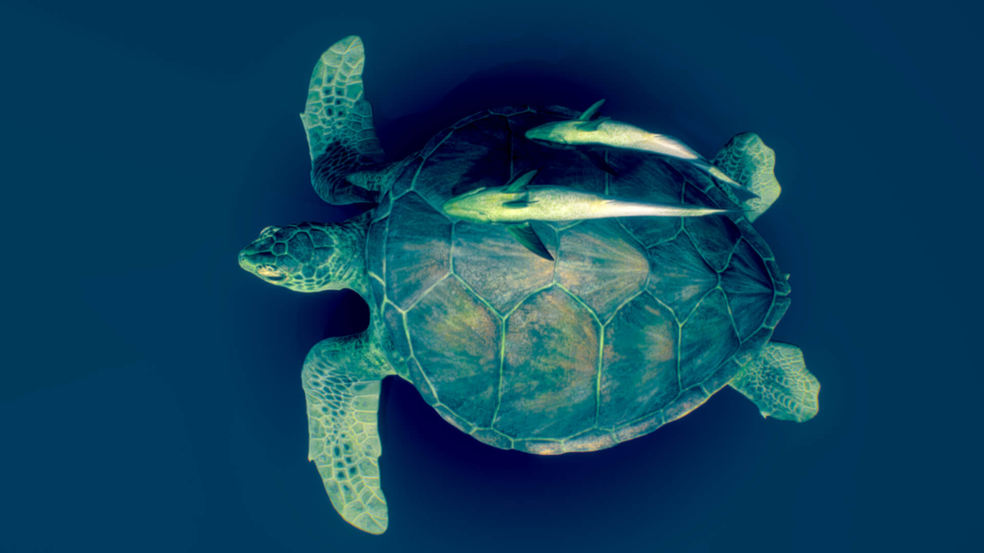 Green Sea Turtle ♀ ( Animated 3D Model FBX ) by Nestaeric