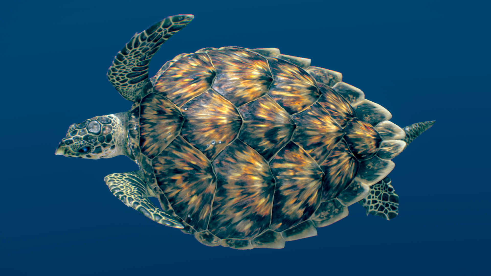 Hawksbill Sea Turtle ♂ ( Animated 3D Model FBX ) by Nestaeric