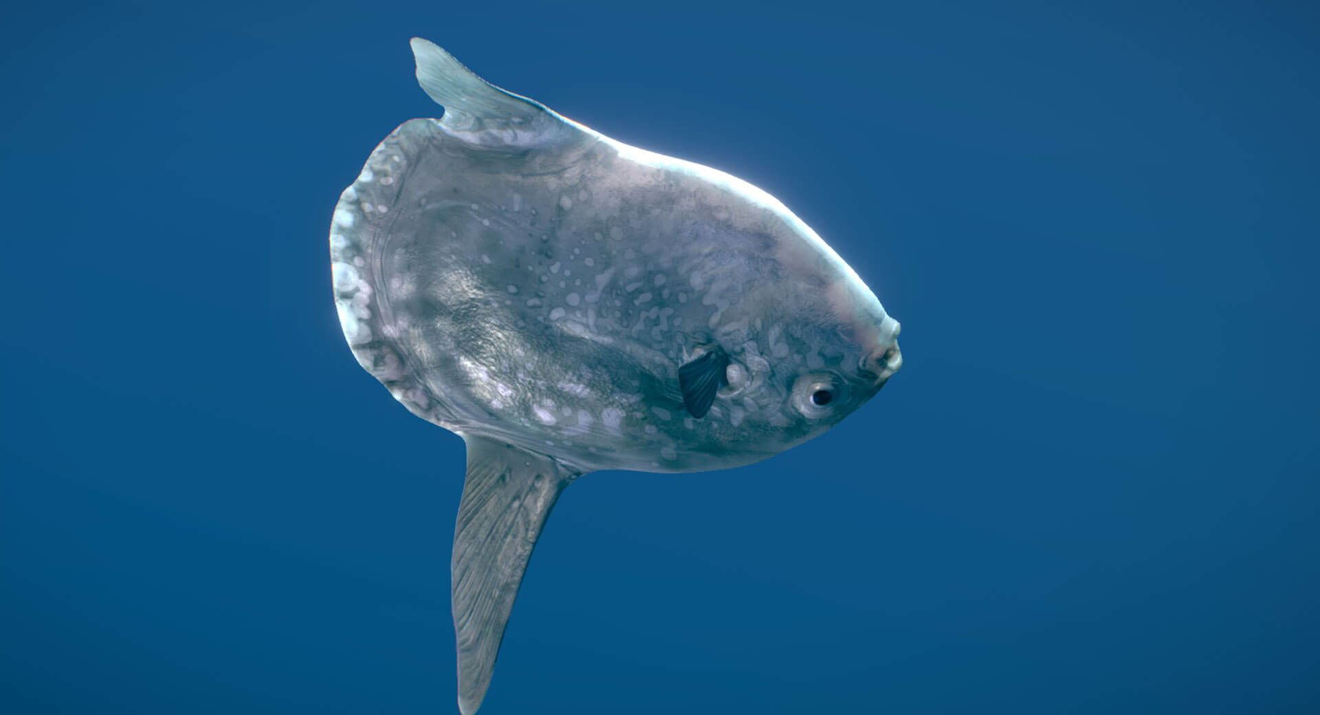 Hoodwinker Sunfish ( Mola Tecta ) - 3D Model by Nestaeric