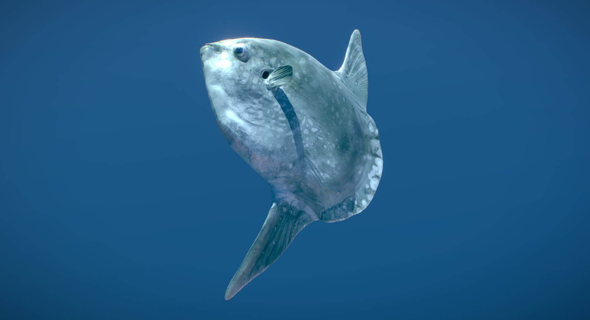 Hoodwinker Sunfish ( Mola Tecta ) - 3D Model by Nestaeric