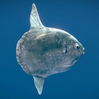Hoodwinker Sunfish ( Mola Tecta ) - 3D Model by Nestaeric