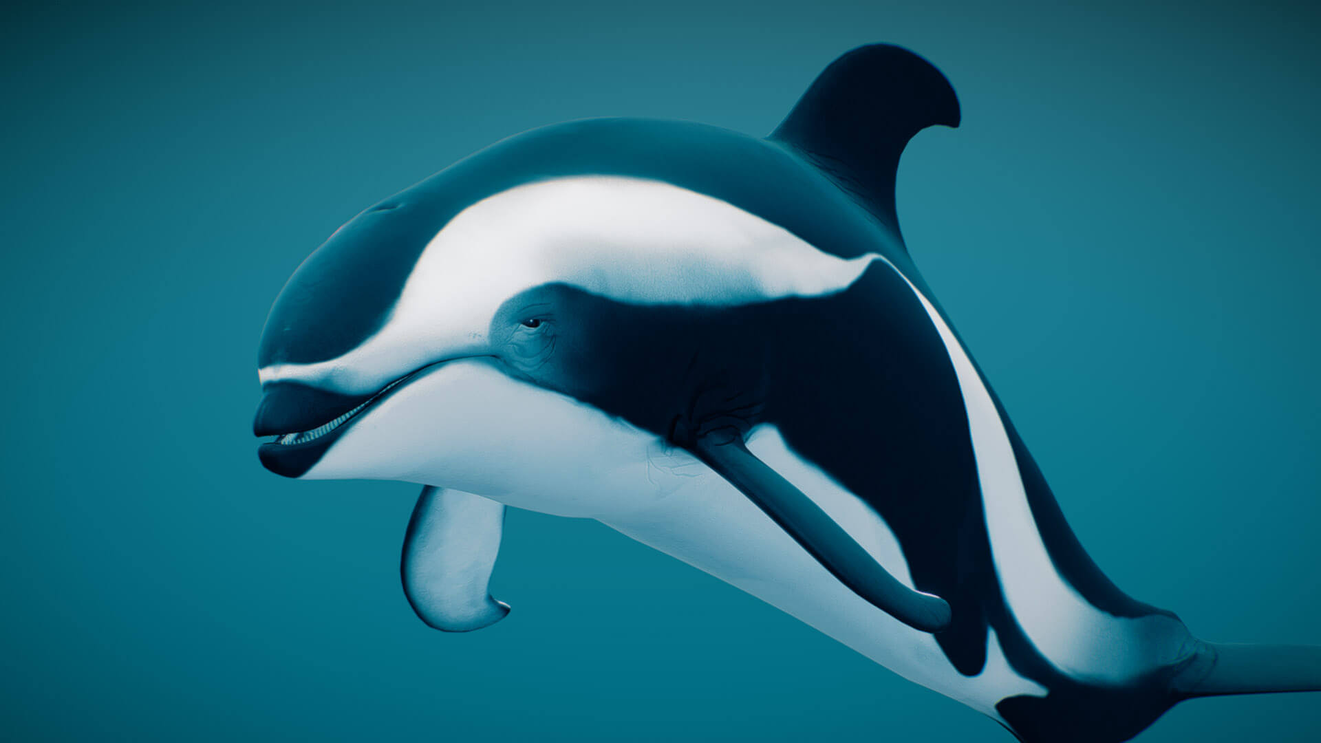 Hourglass Dolphin 3D Model by Nestaeric