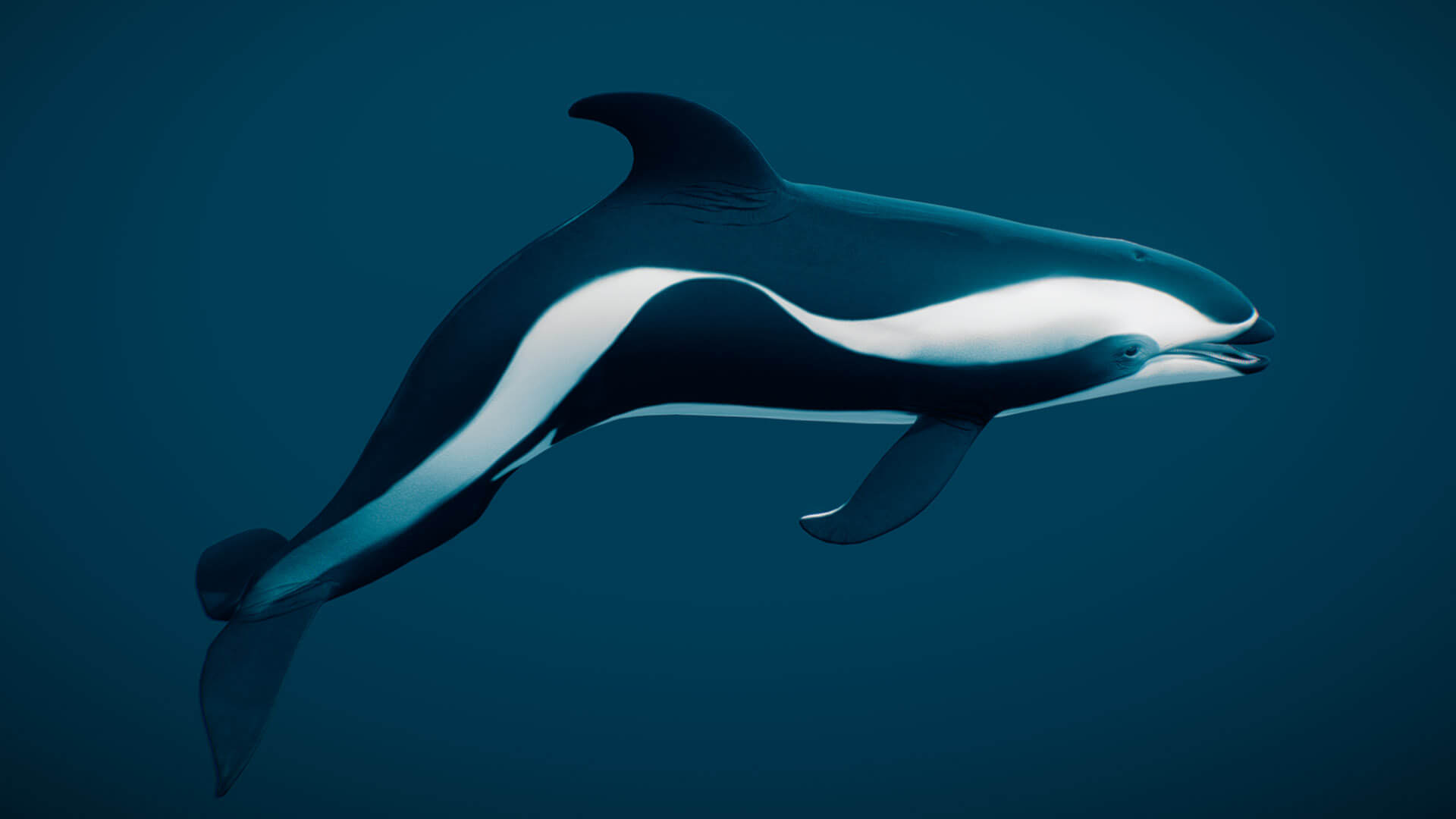 Hourglass Dolphin 3D Model by Nestaeric