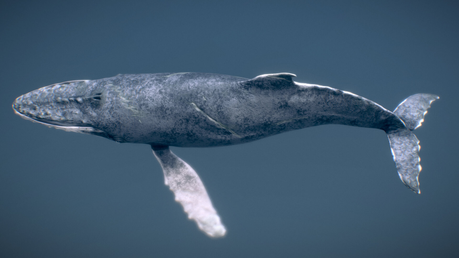 Humpback Whale 3D Model by Nestaeric