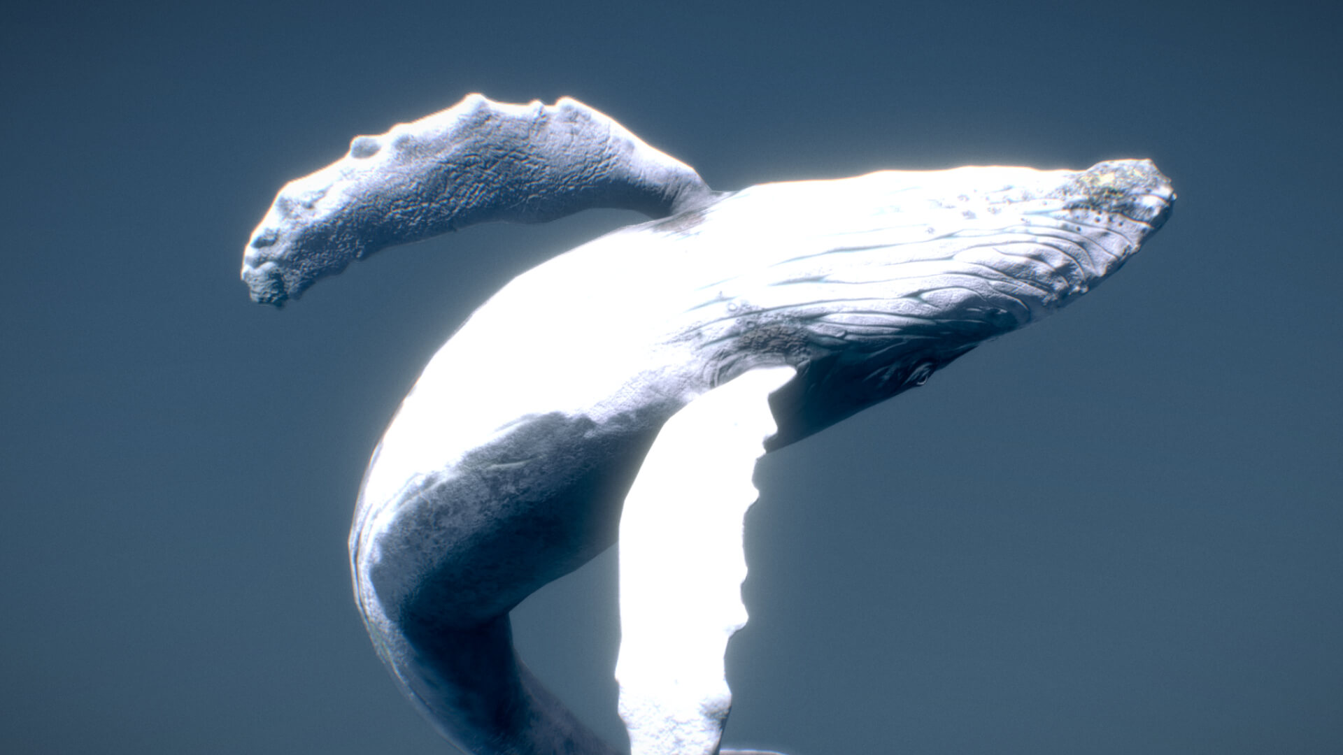 Humpback Whale 3D Model by Nestaeric