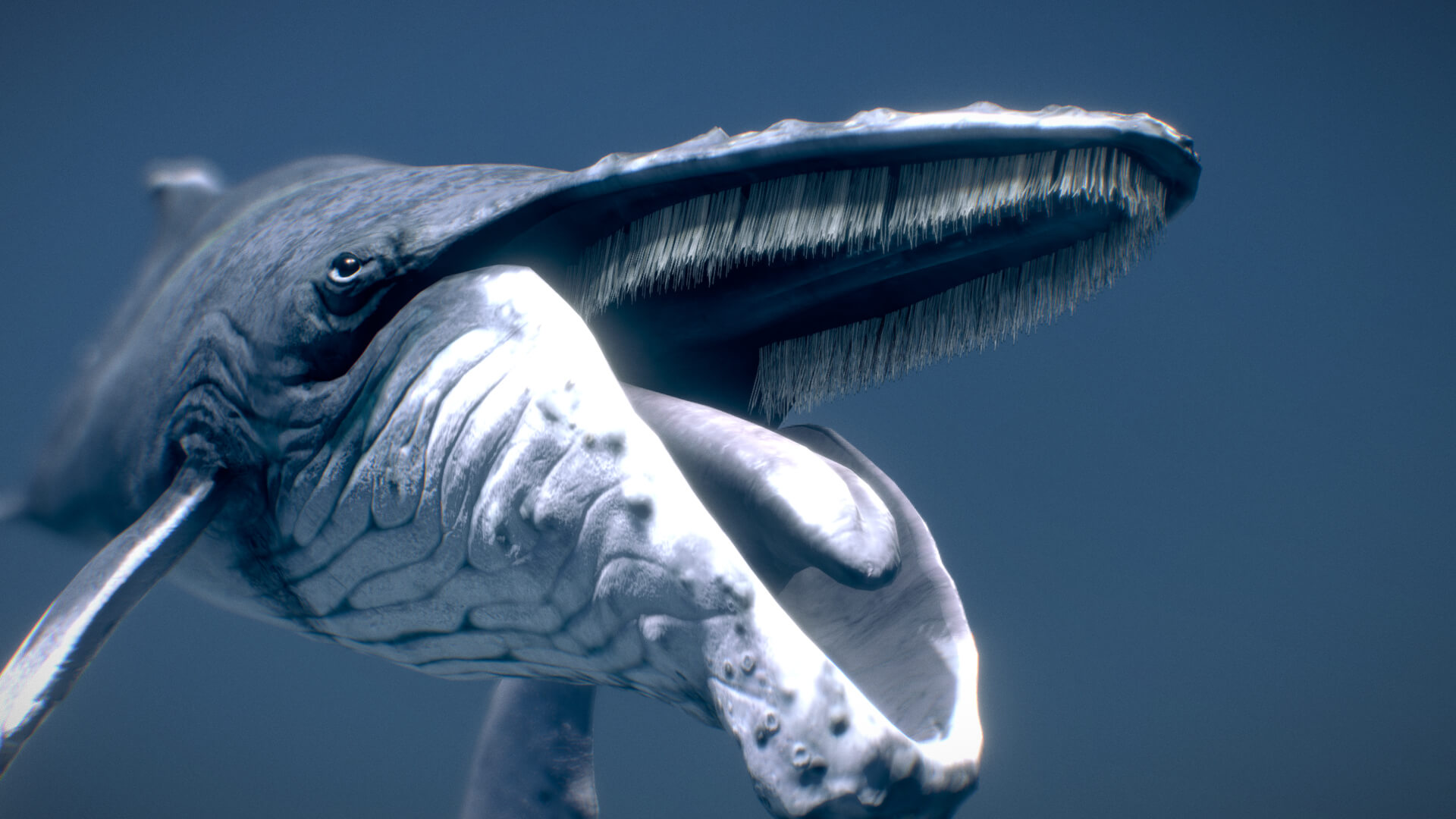 Humpback Whale 3D Model by Nestaeric