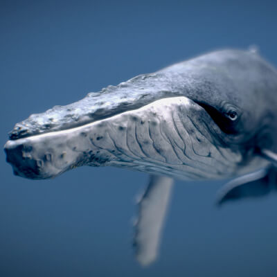 Humpback Whale 3D Model by Nestaeric