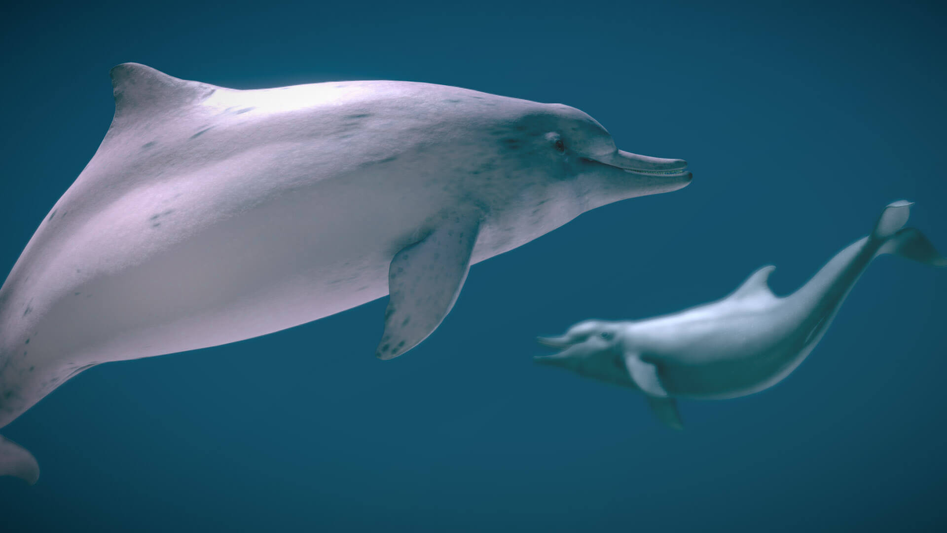 Indo-Pacific Humpback Dolphin 3D Model by Nestaeric
