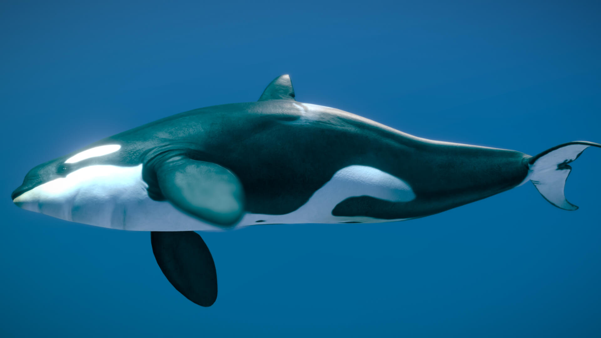 Killer Whale — Type a ♀ 3D Model by Nestaeric