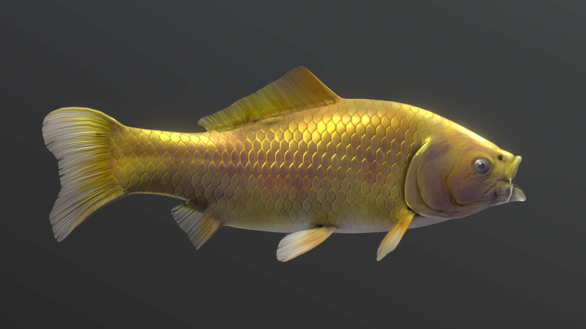 Koi — Kohaku ( Animated 3D Model FBX ) by Nestaeric