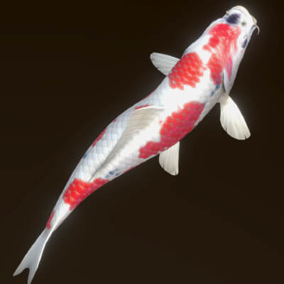 Koi — Kohaku ( Animated 3D Model FBX ) by Nestaeric