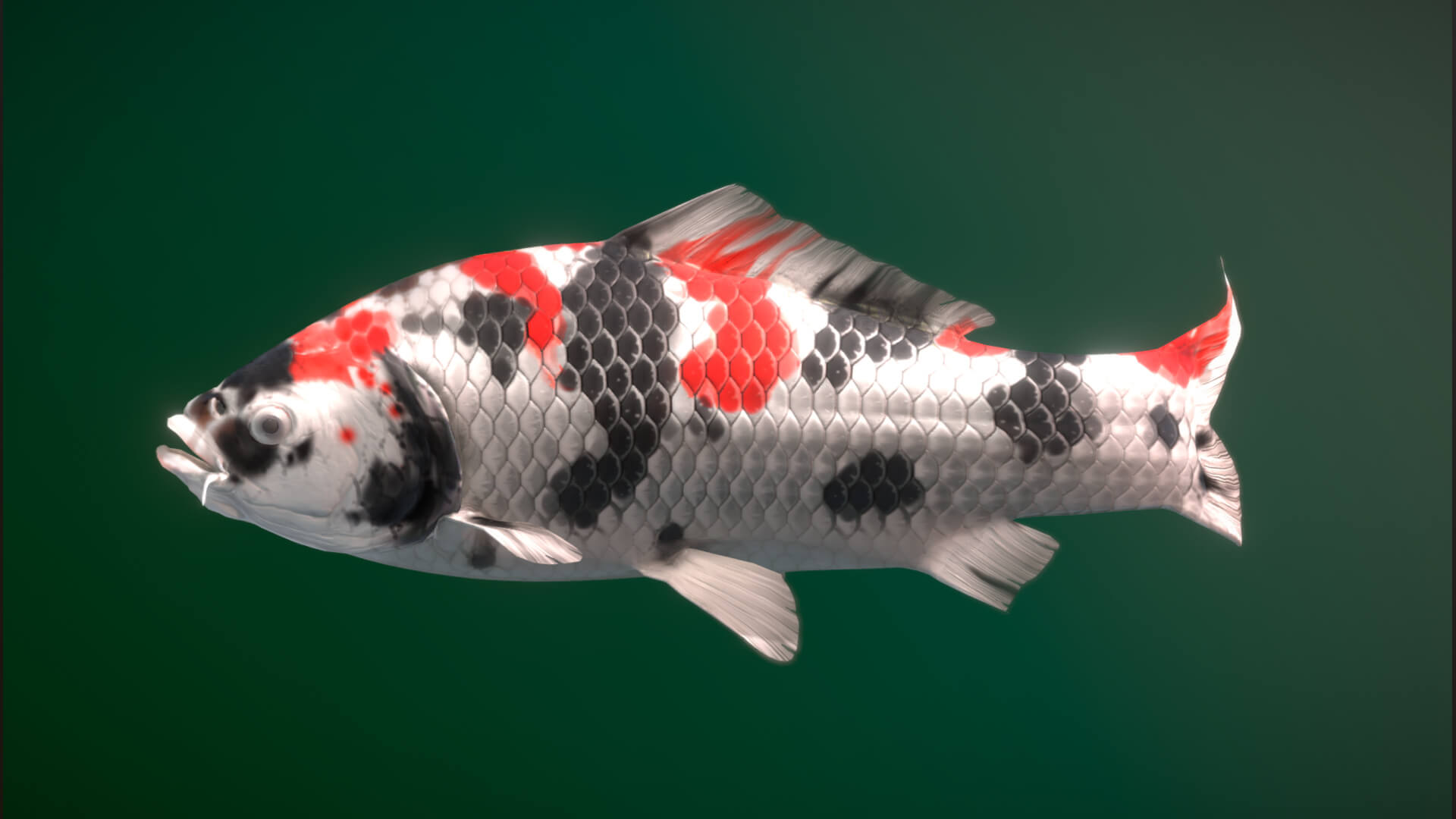 Koi — Showa ( Animated 3D Model FBX ) by Nestaeric