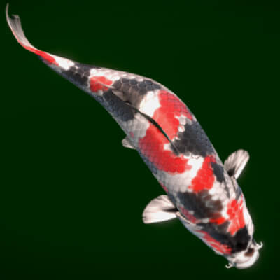 Koi — Showa ( Animated 3D Model FBX ) by Nestaeric