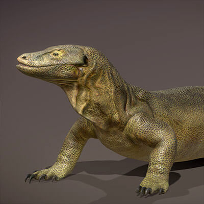 Komodo Dragon 3D Model by Nestaeric