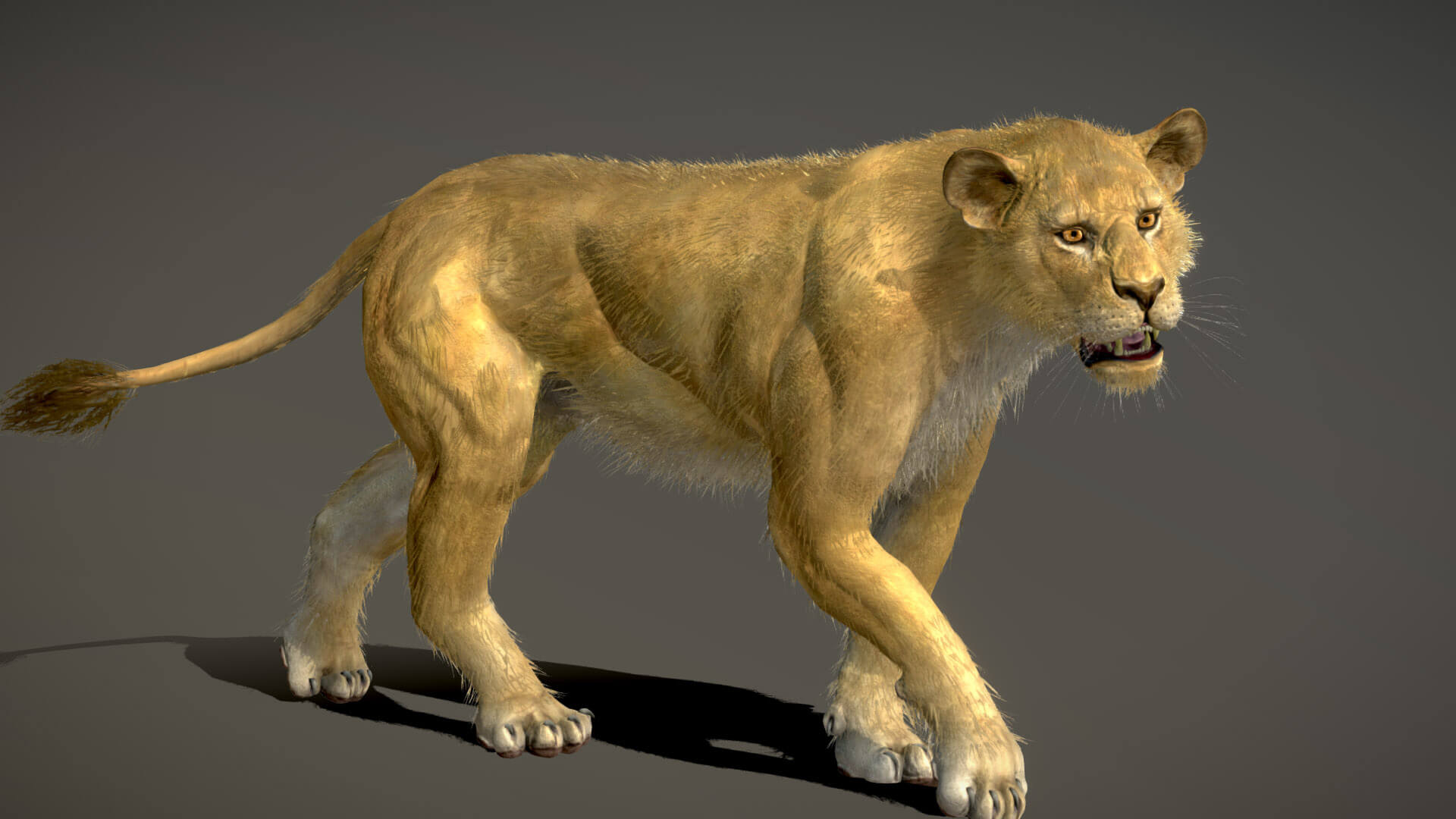 Lion ♀ 3D Model by Nestaeric