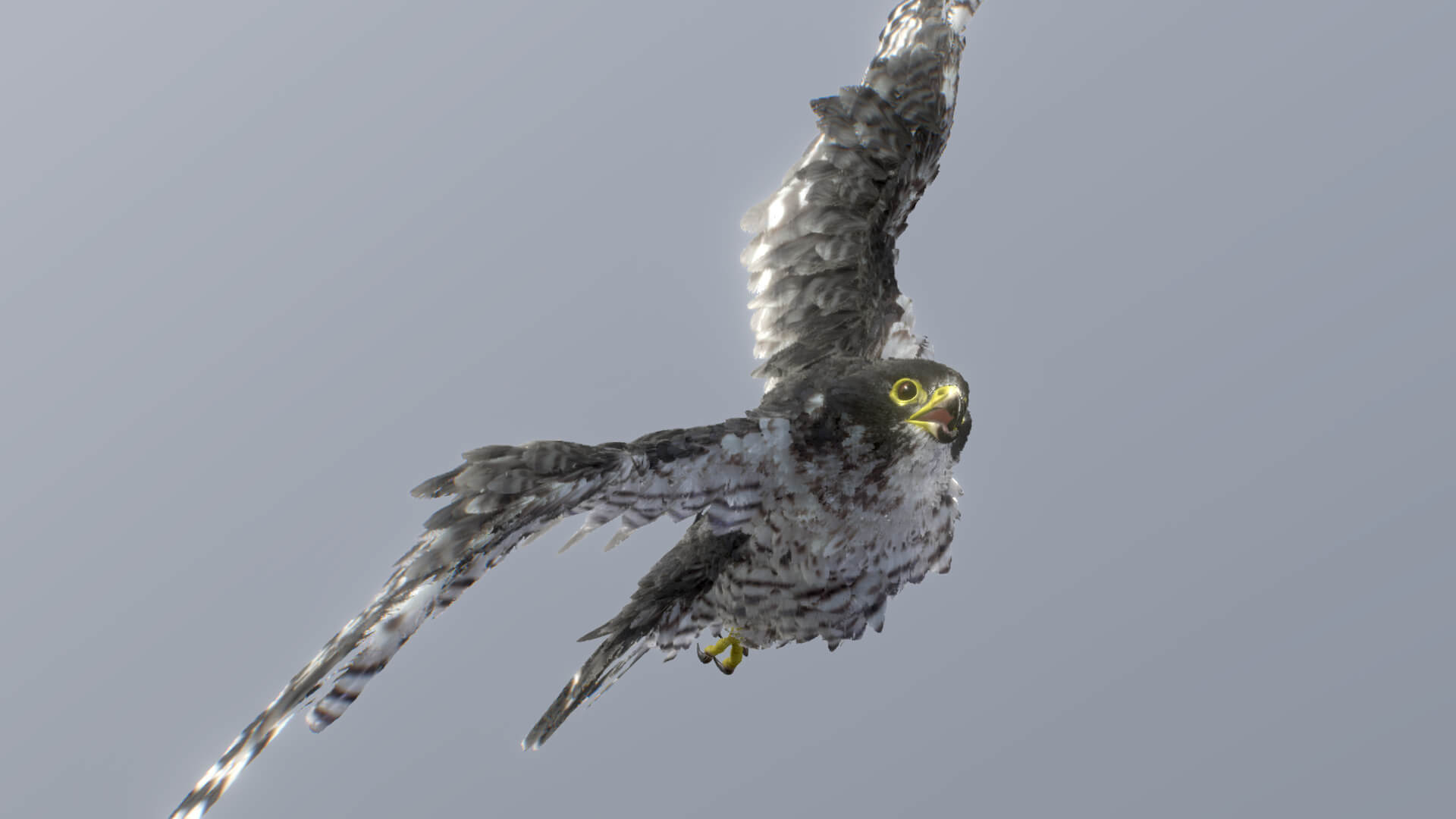 Peregrine Falcon ( Animated 3D Model FBX ) by Nestaeric
