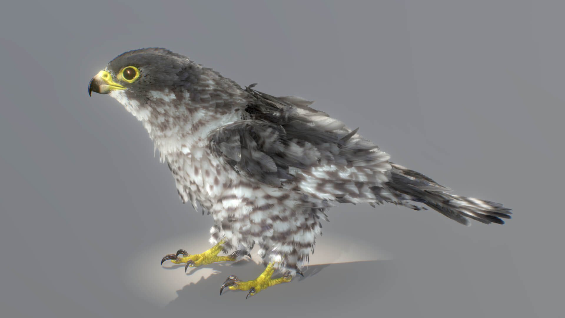 Peregrine Falcon ( Animated 3D Model FBX ) by Nestaeric