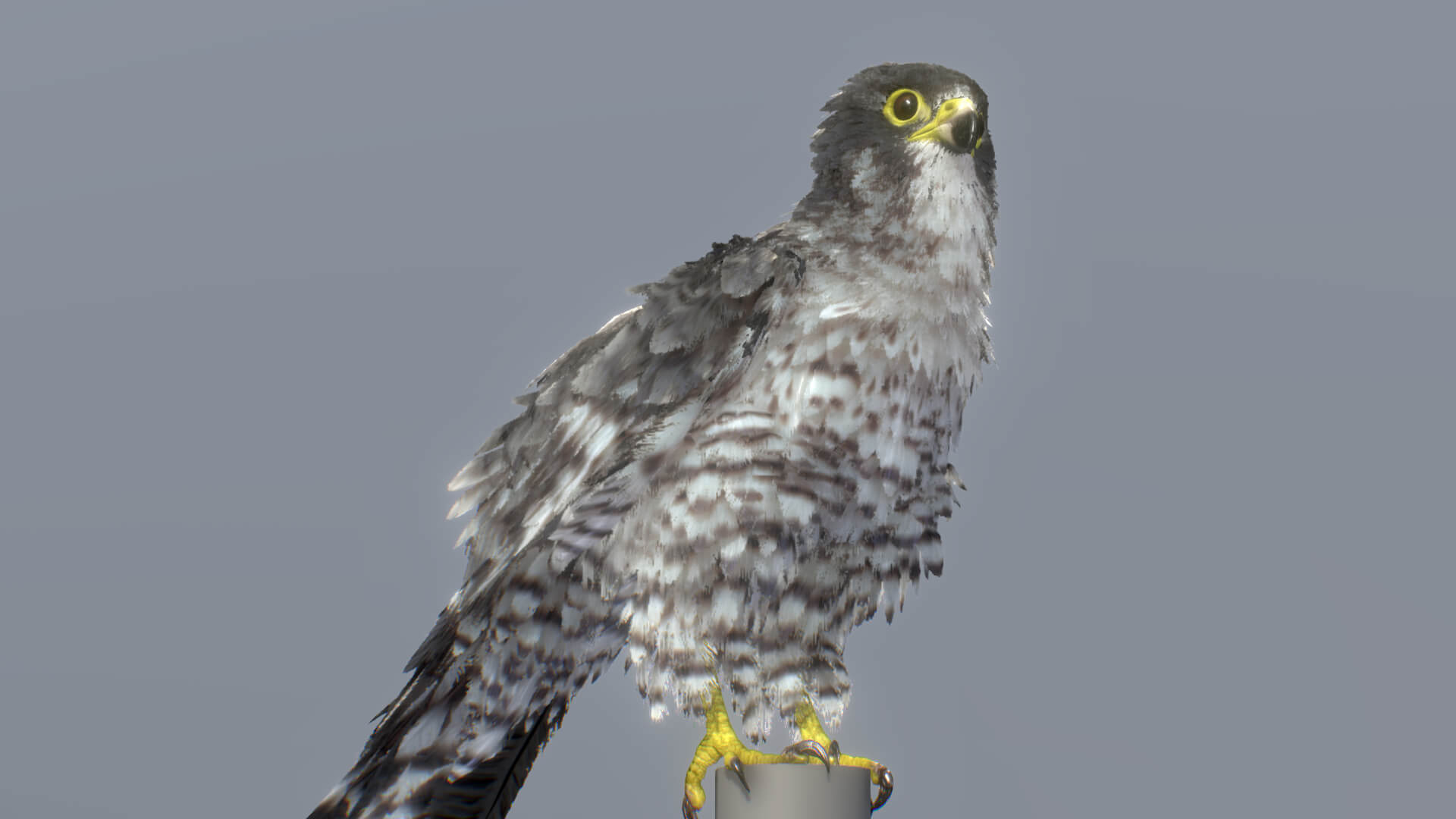 Peregrine Falcon ( Animated 3D Model FBX ) by Nestaeric