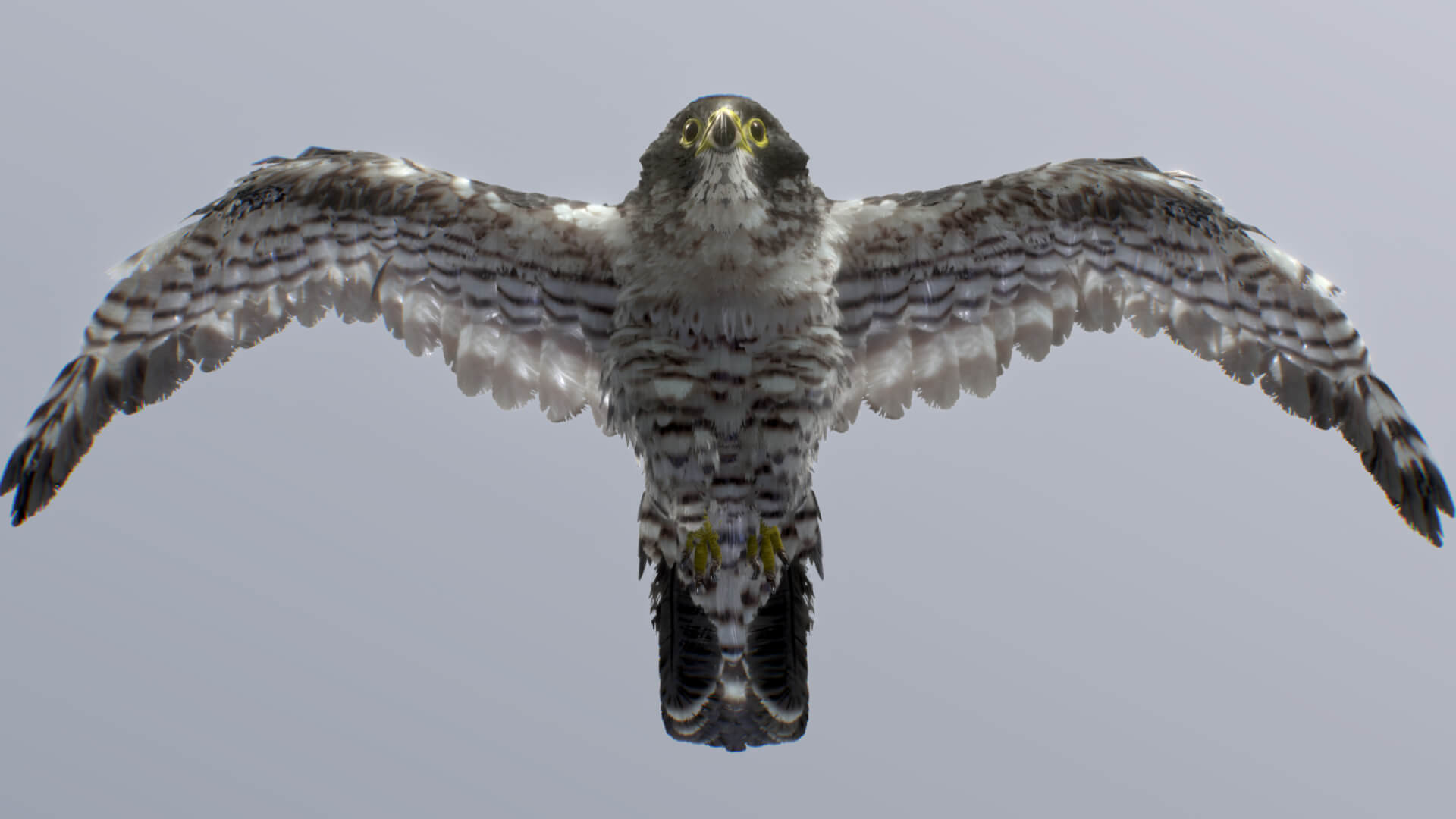 Peregrine Falcon ( Animated 3D Model FBX ) by Nestaeric